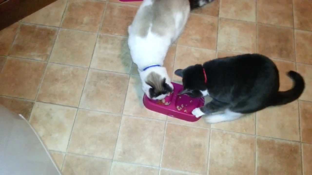 Cats fighting over the food bowl - YouTube