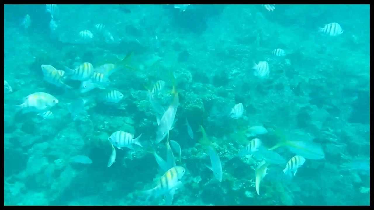 Feeding Fish while snorkeling Coki Beach St. Thomas 1 - YouTube