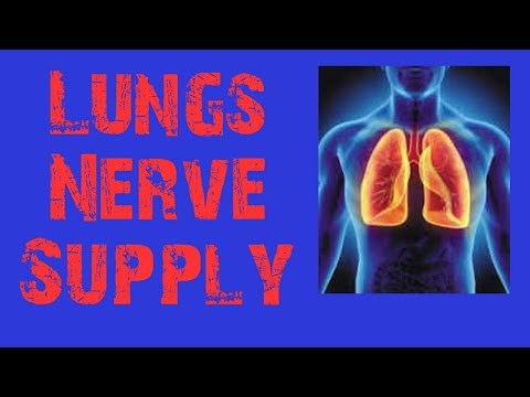 THORAX ANATOMY - LUNGS -4 ( Nerve supply of lungs ) - YouTube