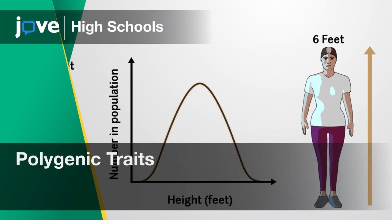 Polygenic Inheritance Height