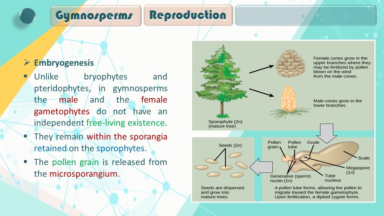 Std. 11sc | Biology | Ch 3 | Plant Kingdom | Part 16 | Fertilization ...