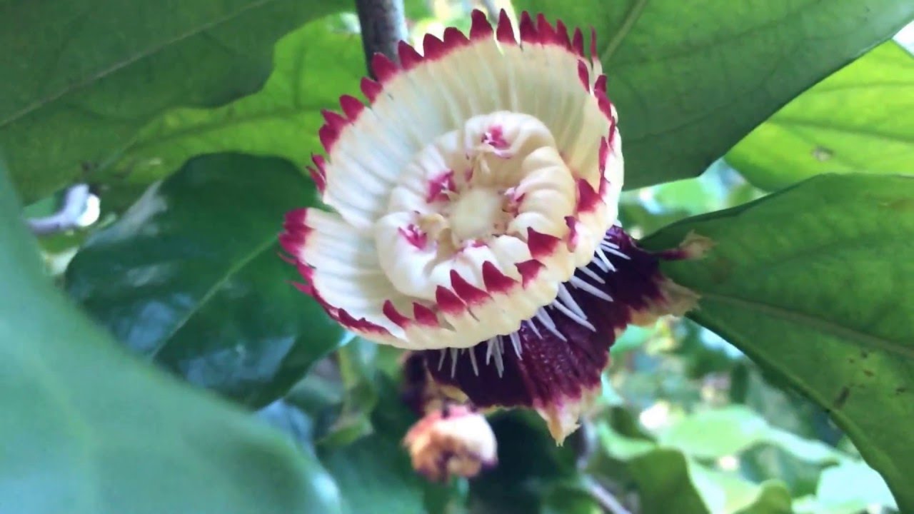 Gustavia augusta ( Tree Lotus ) and Napoleonaea imperialis (Napoleon's ...