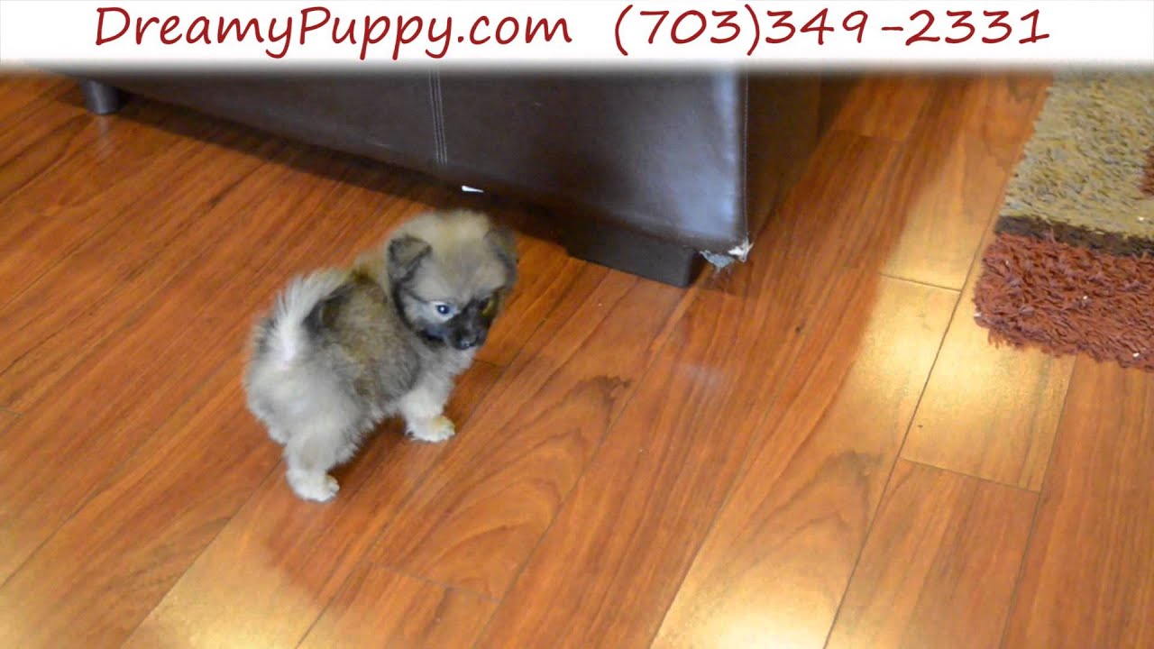 Super Cute Teacup Pomchi Female Puppy - YouTube