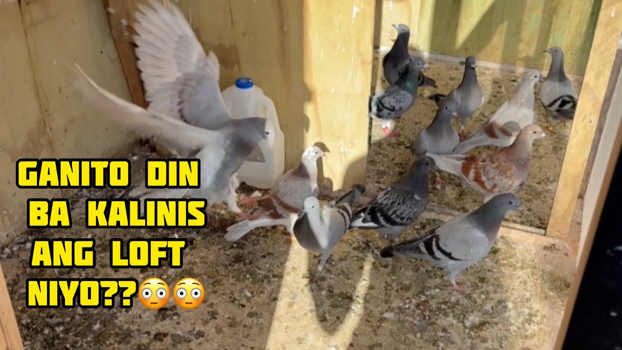 PAANO MALAMANG KUNG CONDITION OR MAY SAKIT ANG KALAPATI??!!😳😱# ...