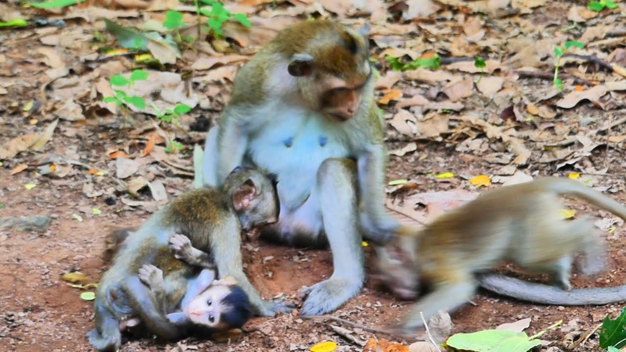 Poor little monkey cries loud while big female d/rags h/ard SR Tech MK - YouTube