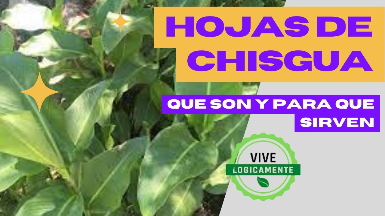 Hojas de Chisgua. Que son y para que sirven? - YouTube