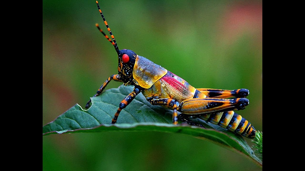 Gross hopper beautiful colors - YouTube