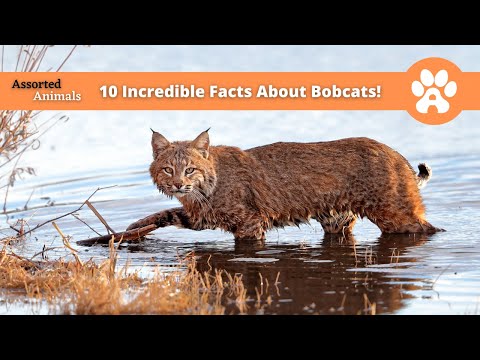 Where Is A Bobcats Ecosystem Facts And Information