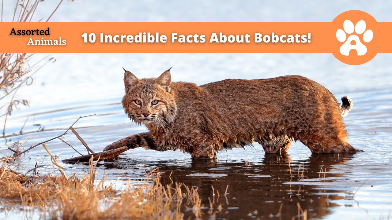 10 Incredible Facts About Bobcats - YouTube