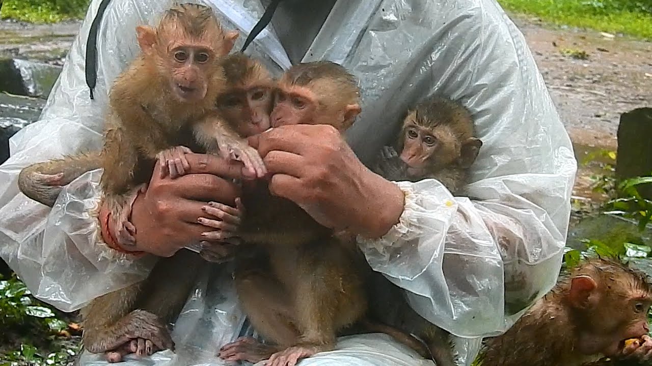 Angela is very angry that Abby join her milk, she wants it all, we ...