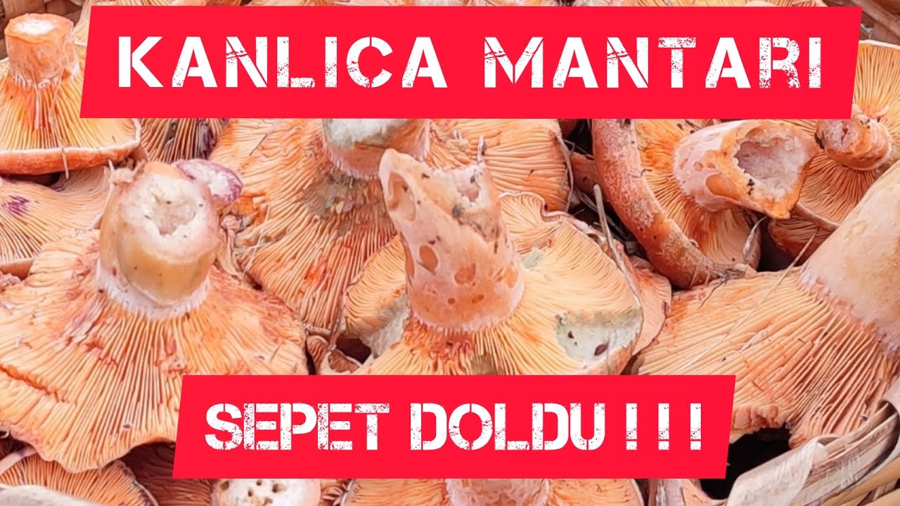 KANLICA MANTARI TOPLAMA (Mantar Avı / Çam Mantarı / Çintar Mantarı ...