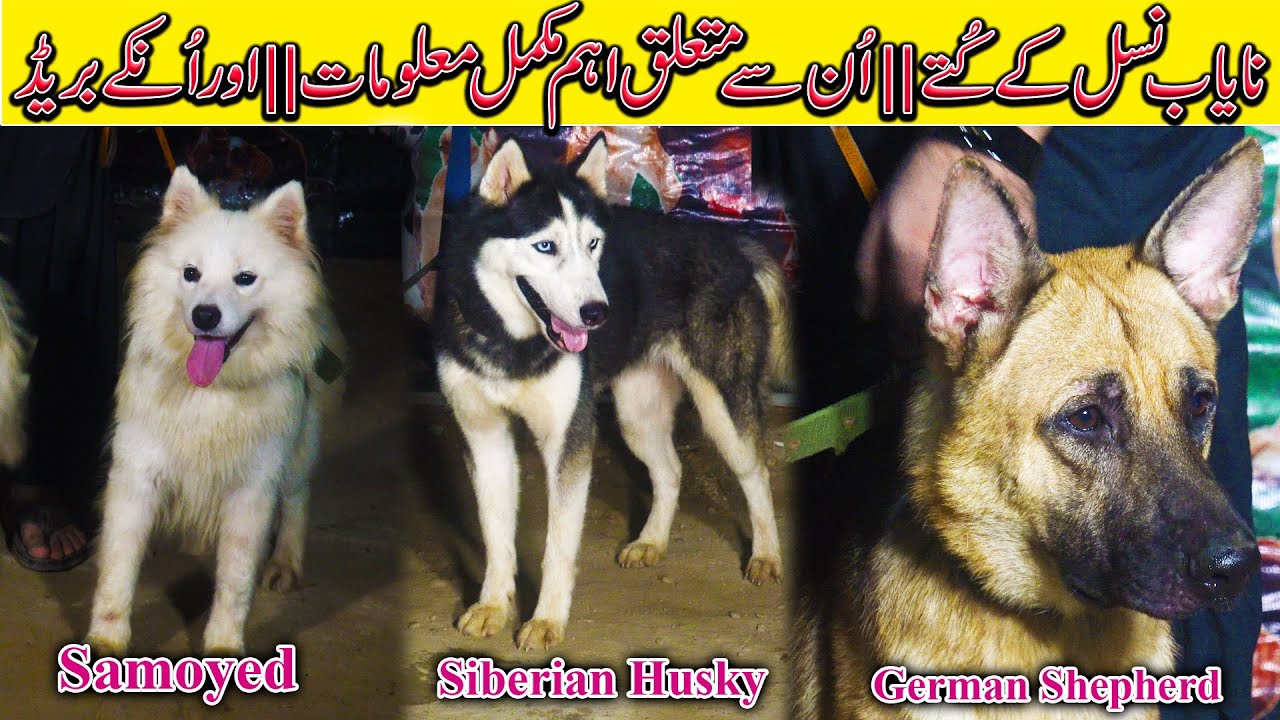 Asad Brohi Dogs Setup Aug 2021 || Samoyed | Siberian Husky | German ...