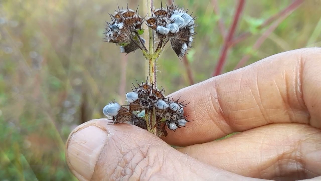 Hyptis suaveolens seeds magic after rain - YouTube
