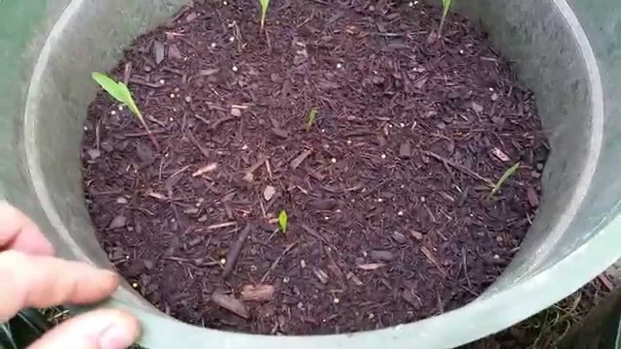 Growing Sweet Corn in containers episode 1. - YouTube
