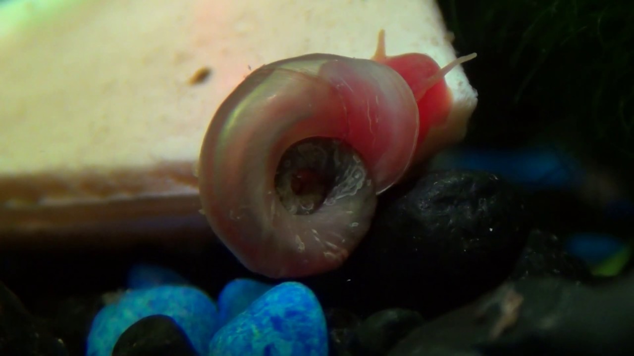 Little new snail - YouTube