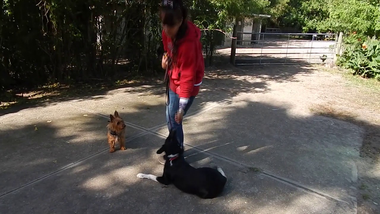 Wireless dog leash - YouTube