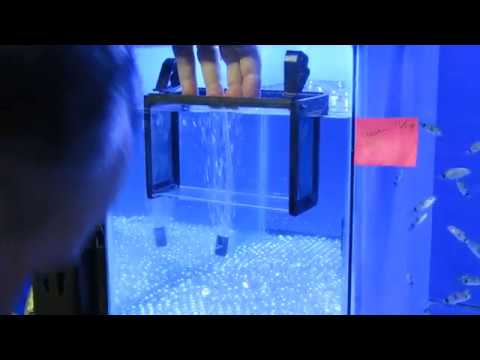 How To Water Change Fry Tank without losing any fry. - YouTube