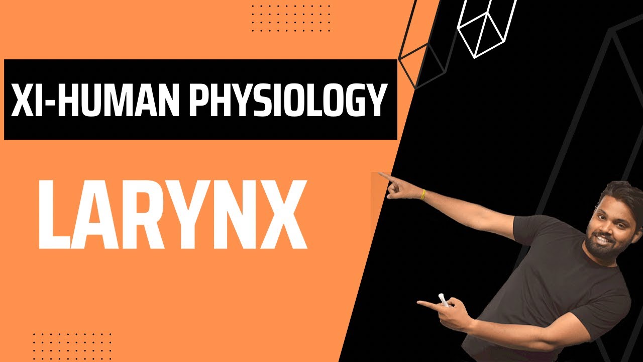 Larynx Function | Human respiratory System | NEET - YouTube