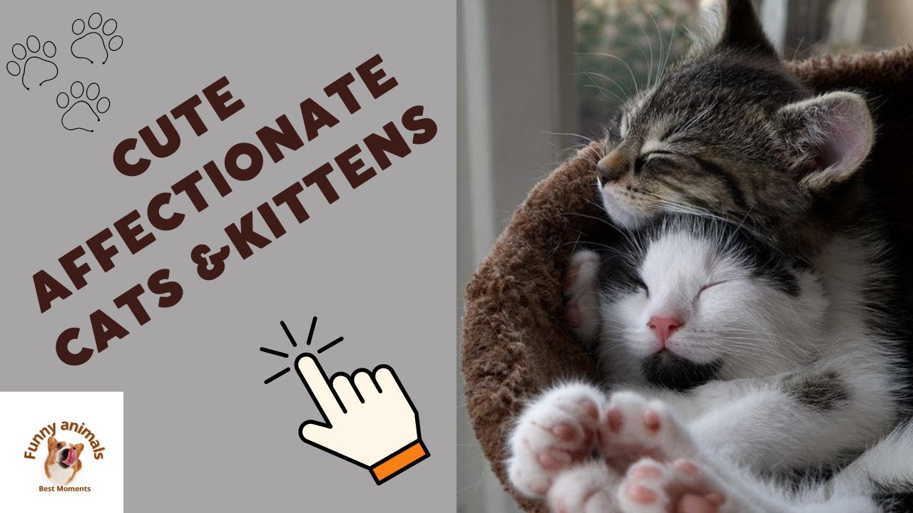 Cute Affectionate Cats and Kittens Video | Cute Animal Videos |Cat ...