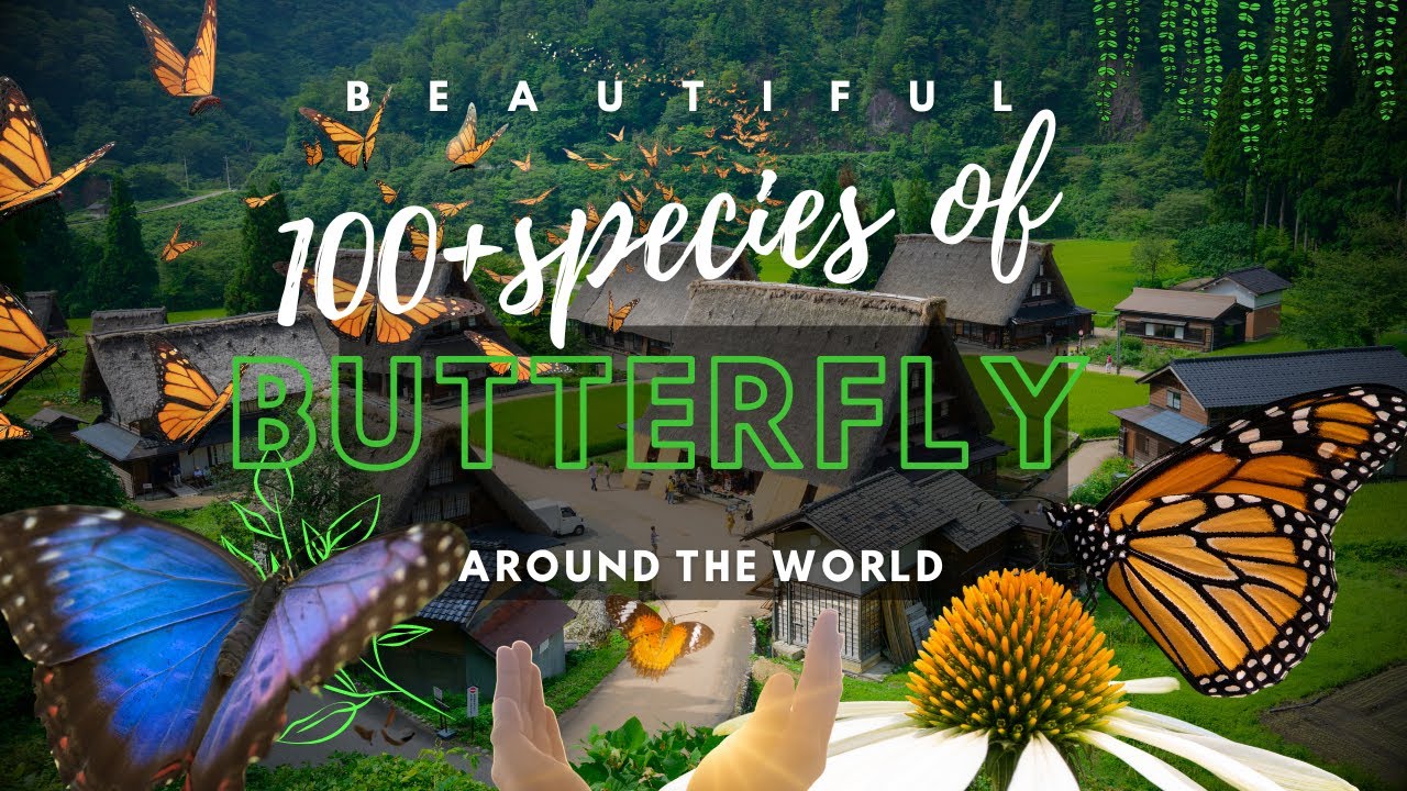 Worldwide Wonder: 100+ Exotic Butterfly Species Revealed - YouTube