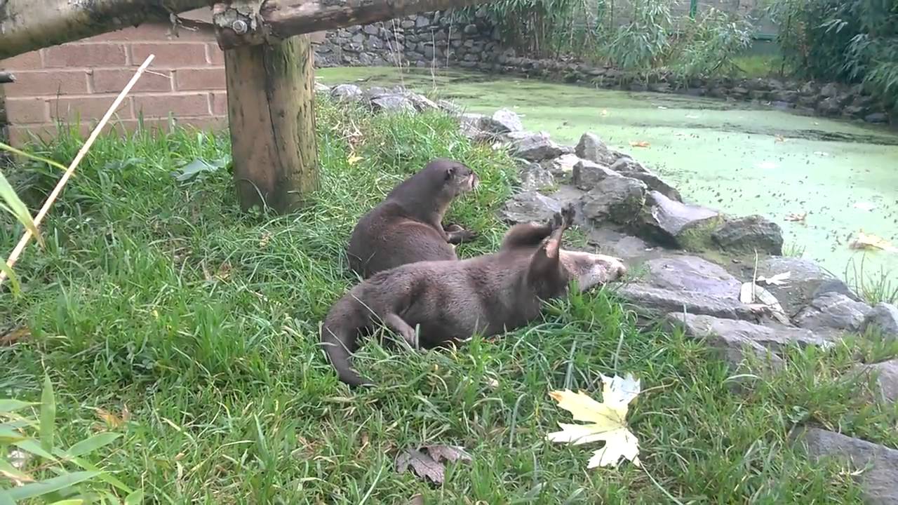 2 Animals are juggling in an adorable manner - YouTube