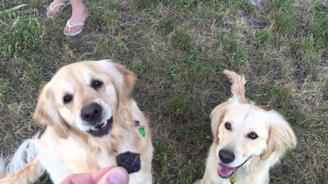 Talking dogs. - YouTube