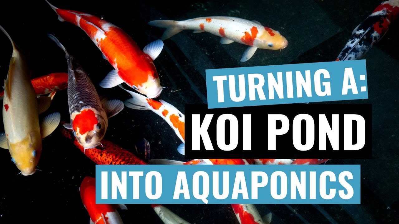 How to CONVERT your KOI POND into a DIY AQUAPONICS SYSTEM- for less ...