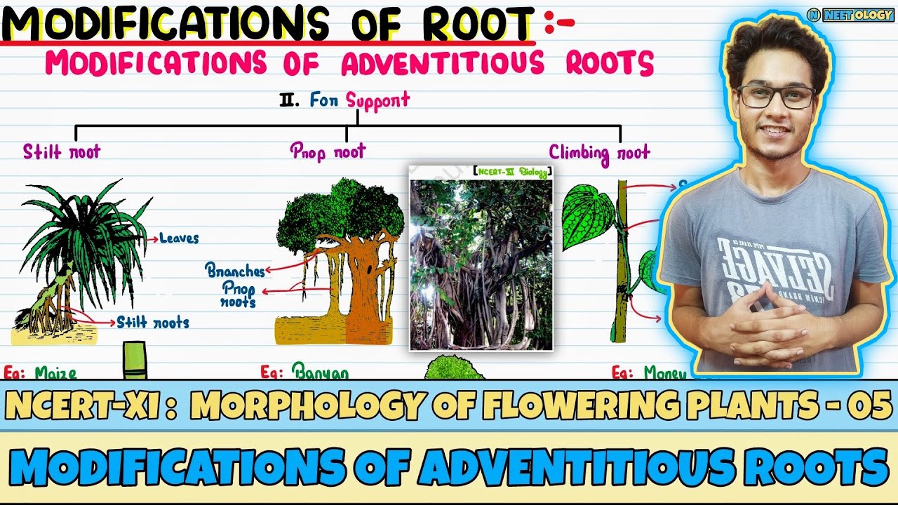 Morphology of Flowering Plants| Lec 5- Modifications of Adventitious ...