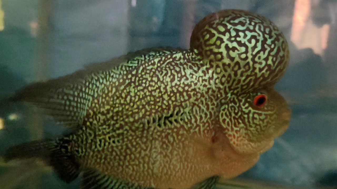 Ikan louhan SRM hijau usia 6 bulan 🐢 full mutiara - YouTube