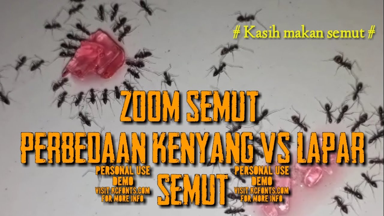 Kasih makan semut# Zoom 1000× kayak apa# perbedaan kenyang vs Laper ...
