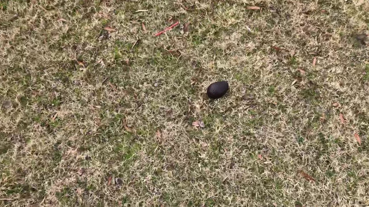 Wild Avocado - YouTube