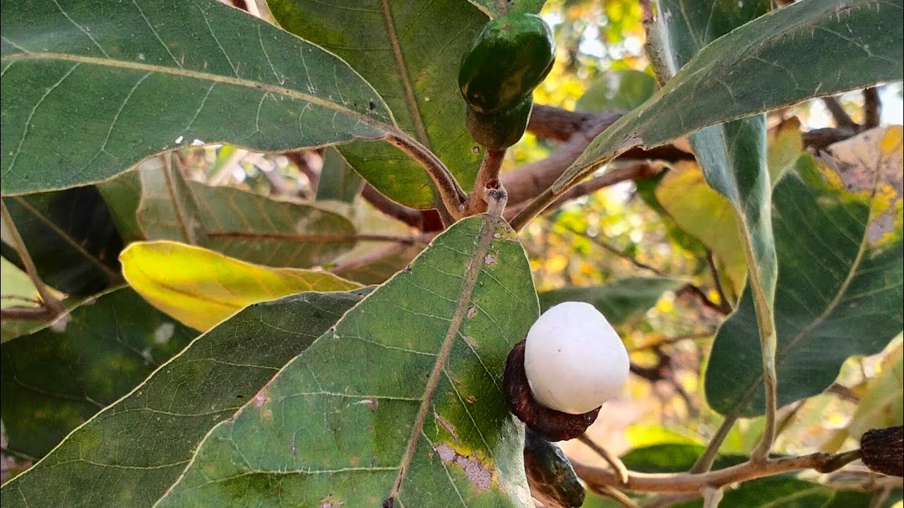 White Biba Seeds White Biba Teree 📱8999284058 - YouTube