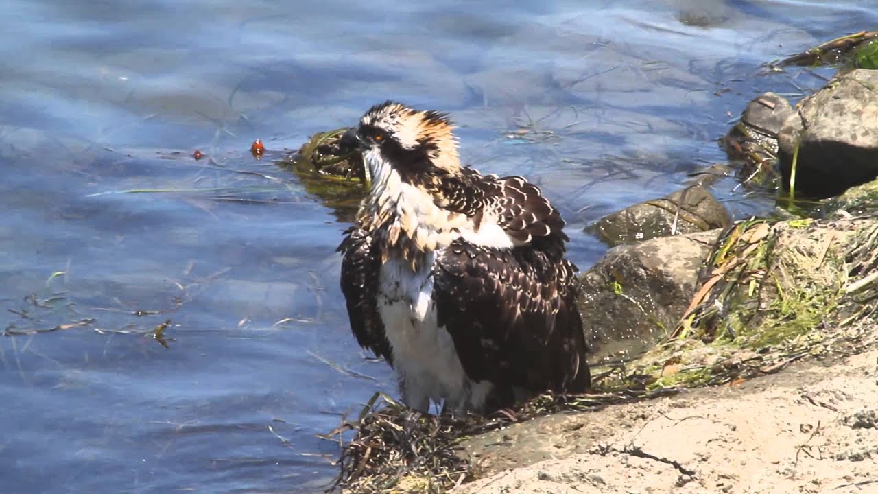 Osprey Fledgling - YouTube