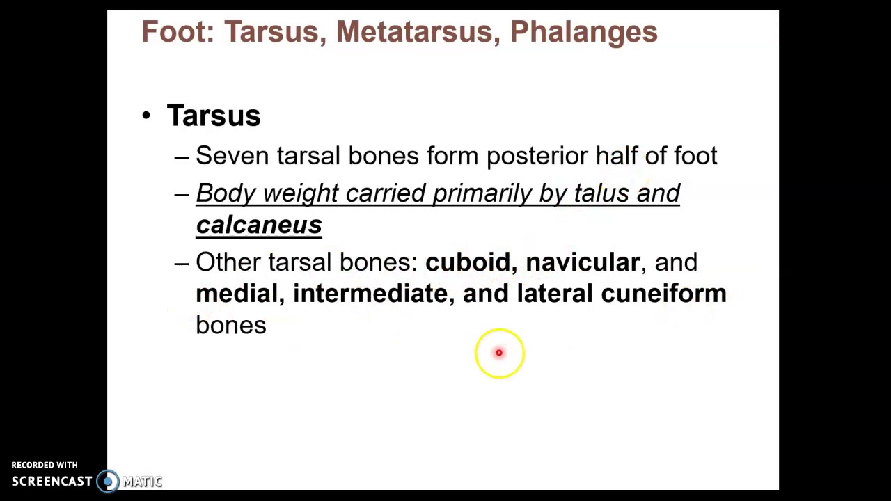 Chapter 8D - Appendicular Skeleton - Lower Limb - YouTube