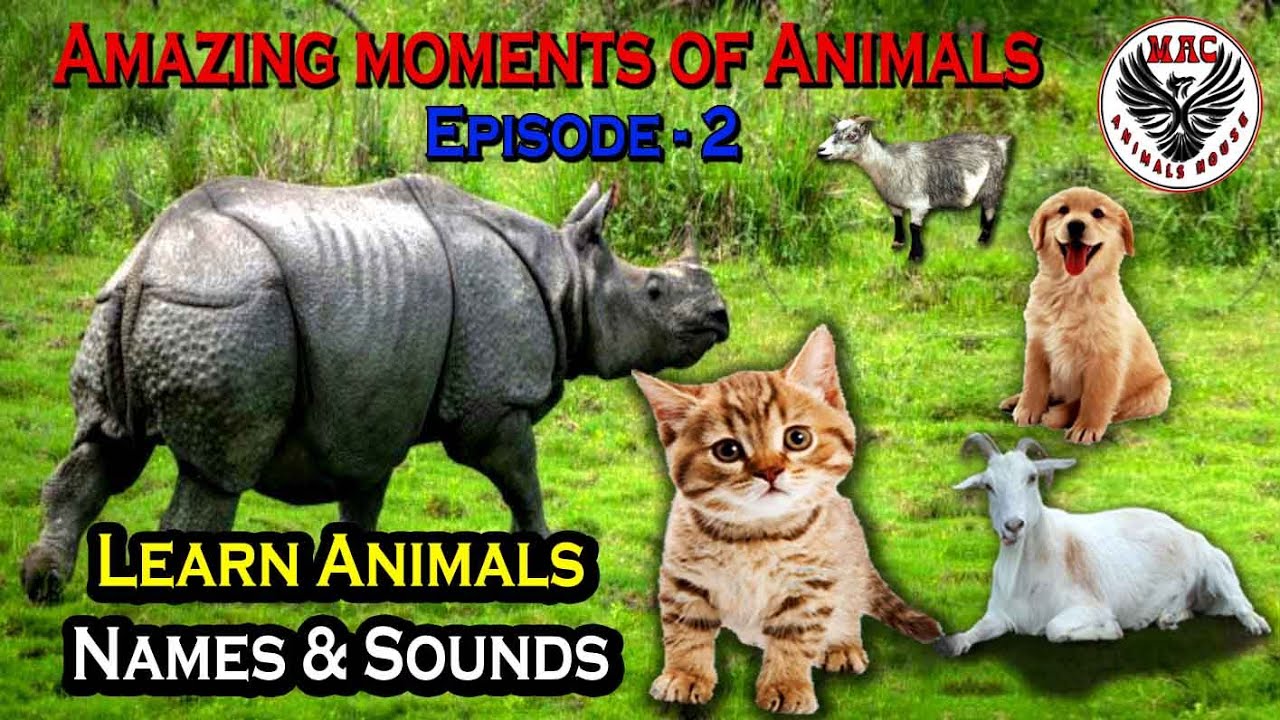 Learn Animals Names & Sounds Ep-2 | Rhino, Cat, Dog & Goat | Amazing ...