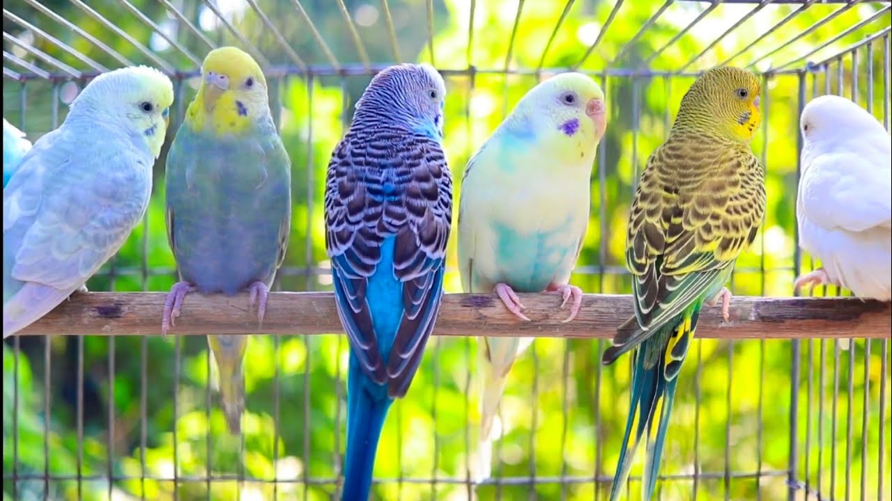 Unbelievable Parakeet Sounds: 10 Hours of Melodic Bird Singing - YouTube