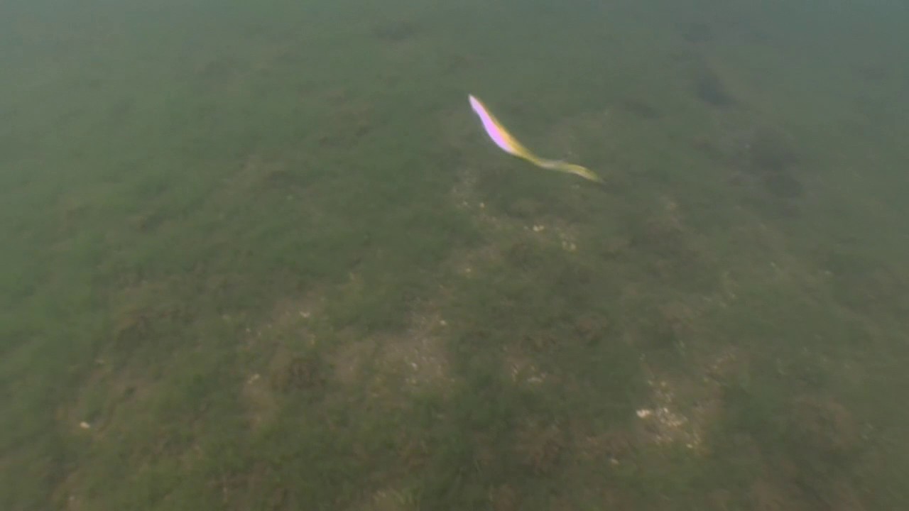 Caffeine Shad Underwater - YouTube
