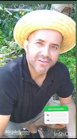 O Gongo Bicho-do-coco são gerados dentro dos bagos do coco babaçu ...