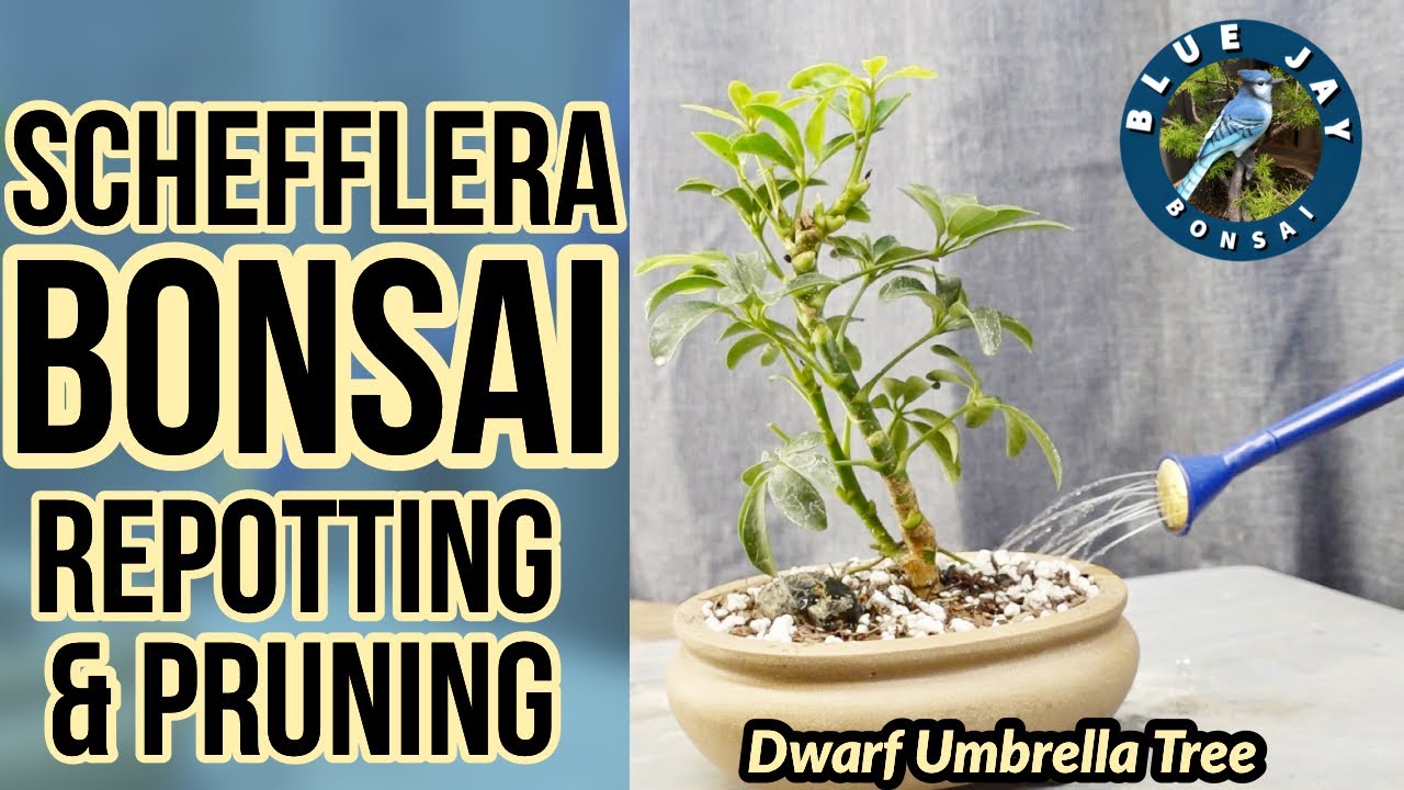 Schefflera Arboricola Bonsai