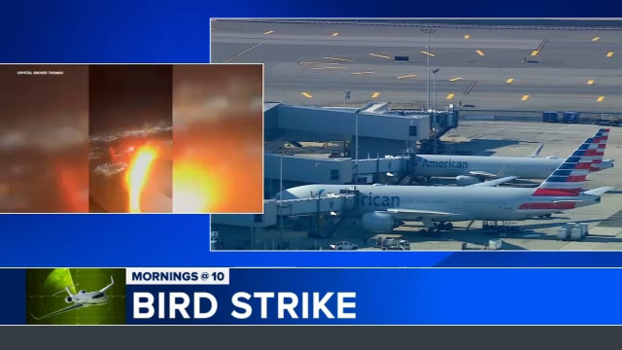 Scare in the air: Flight makes emergency landing after bird strikes ...
