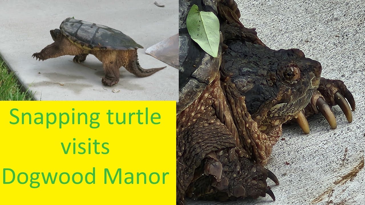 Snapping turtle - YouTube