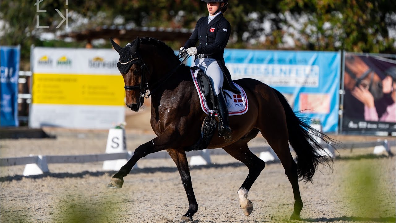 Top FEI horse for sale - Netstutteriets Smirnoff - YouTube