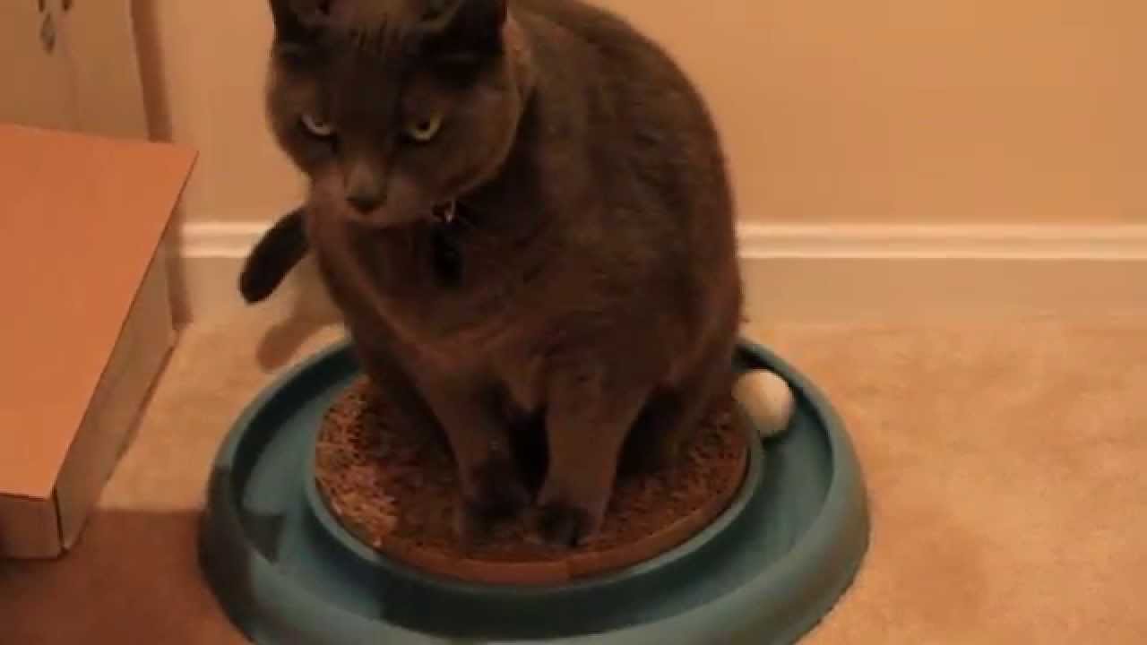 Angry cat man - YouTube
