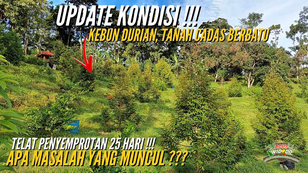 Perkembangan Terkini Durian Di Tanah Cadas Berbatu..⁉️ Cukup Sinar ...