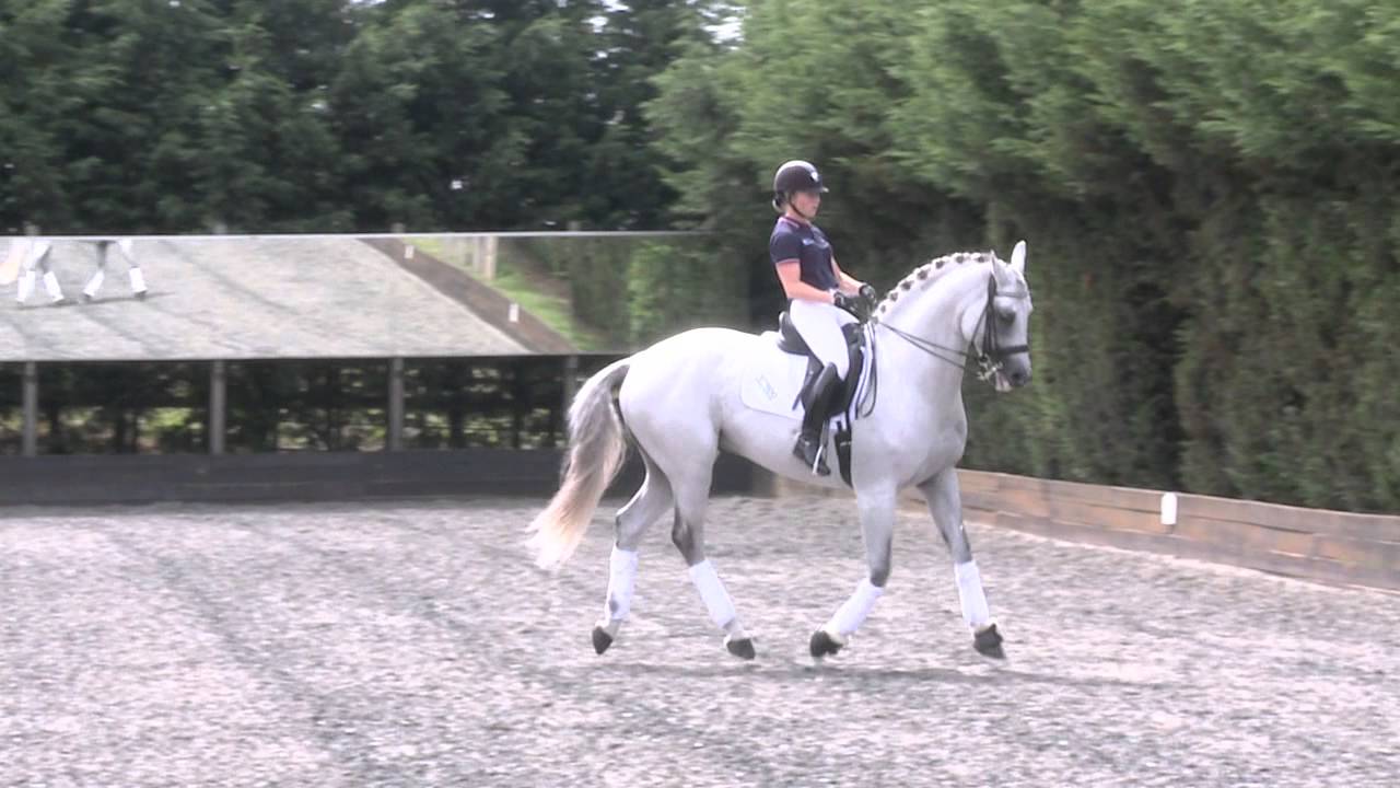 Dressage Horse Piaffe