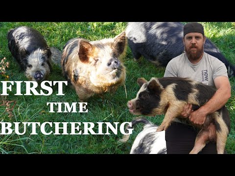 butchering KUNEKUNE pigs for the first time | self-sustainability starts here