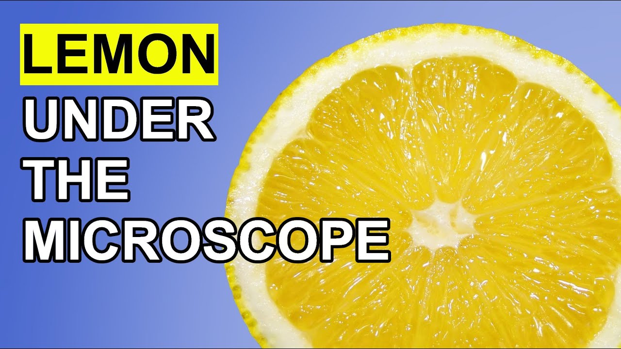 Lemon Peel under the Microscope - YouTube