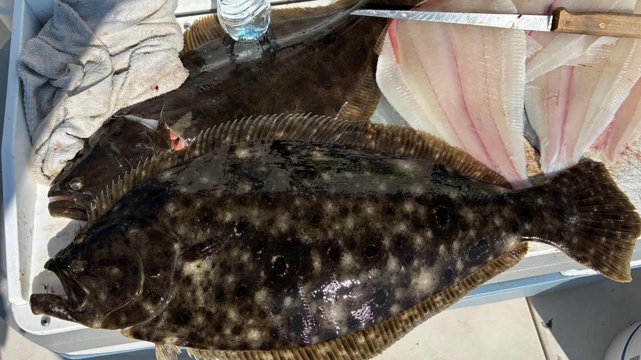 Commercial Fluke Fishing, Cooking 3 Species- Underwater View + Awesome ...