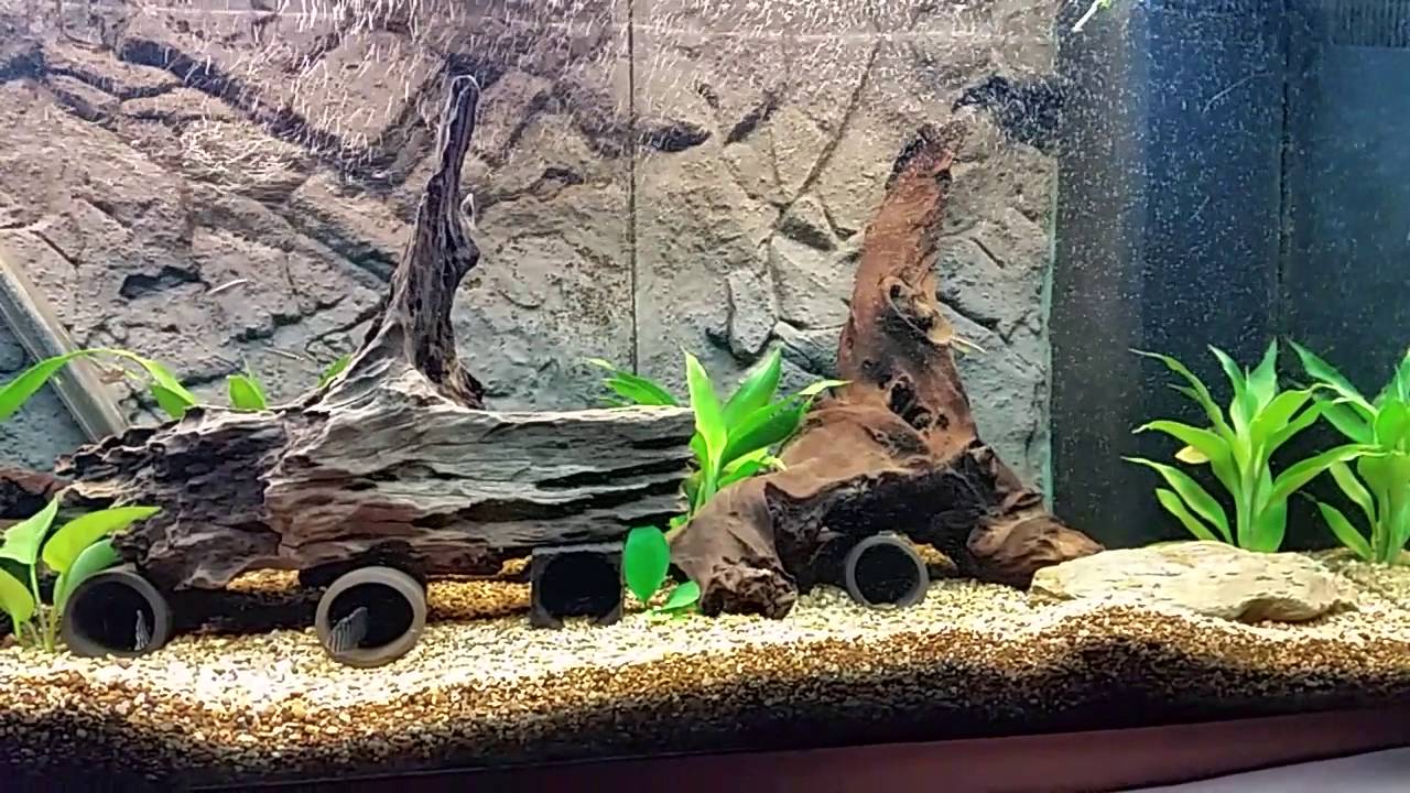Hypancistrus L333 breeding tank - YouTube