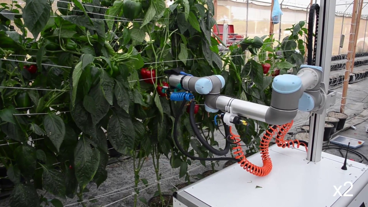 Autonomous Sweet Pepper Harvesting for Protected Cropping Systems - YouTube